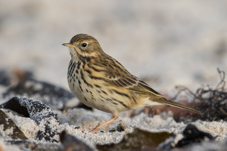 Pipit farlouse - Anthus pratensis | Atlas Biodiv'PACA - LPO Provence ...